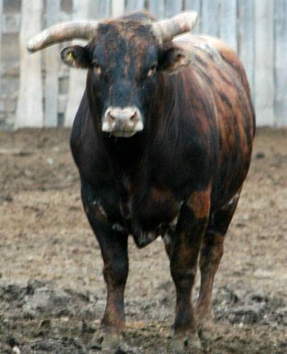 Breeding Program > Breeding Bulls • Outlaw Buckers Rodeo Corp.